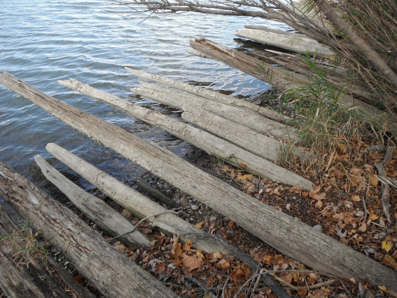The Old Northwest Notebook: Hull's Trace: Walking on a 200 Year Old Log ...