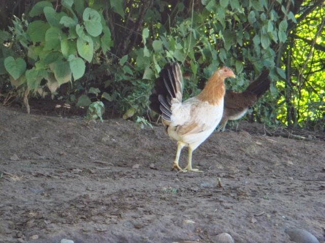 Gallos Y Galleros: Los Hatch.