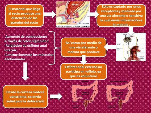 Blog de Fisiología, UAS, Valeria Medel García : REFLEJO DE DEFECACIÓN