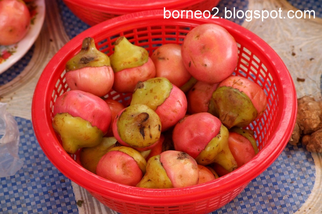 Borneo Island, Awaken To A Different World: Engkalak - Litsea Garciae