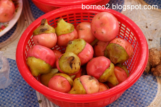 Borneo Island, Awaken To A Different World: Engkalak - Litsea Garciae