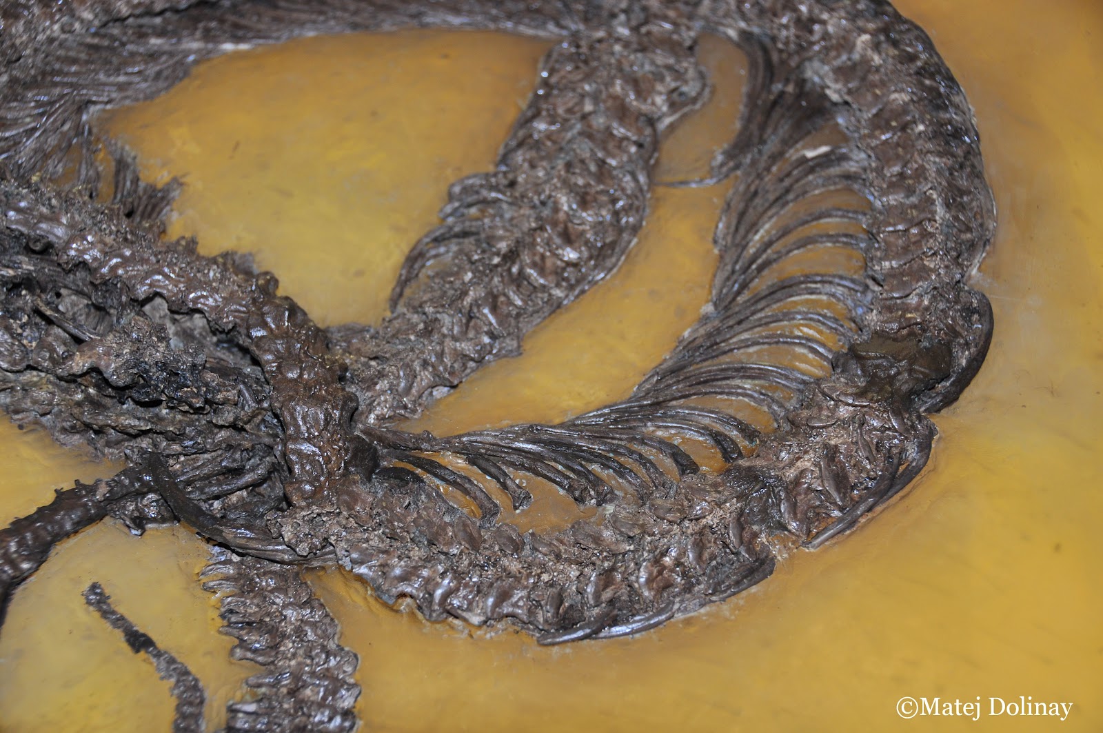 Evolutionary Vertebrate Zoology: Messel on Tour