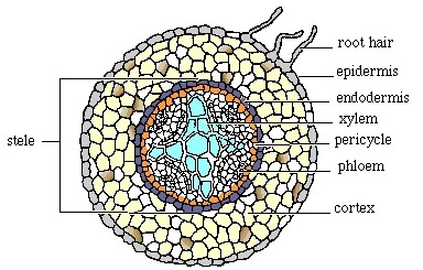 BIOLOGI GONZAGA: PRAKTEK JARINGAN TUMBUHAN