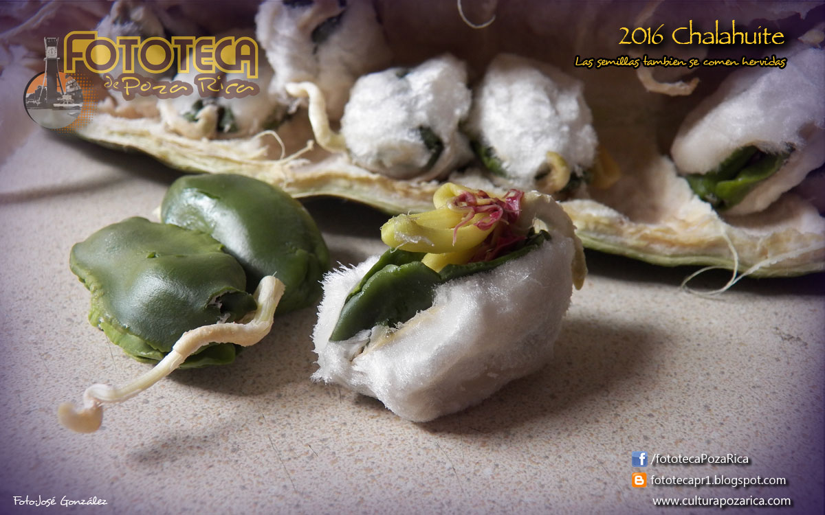 Fototeca de Poza Rica: El chalahuite