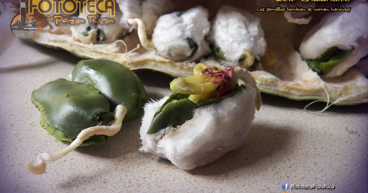 Fototeca de Poza Rica: El chalahuite