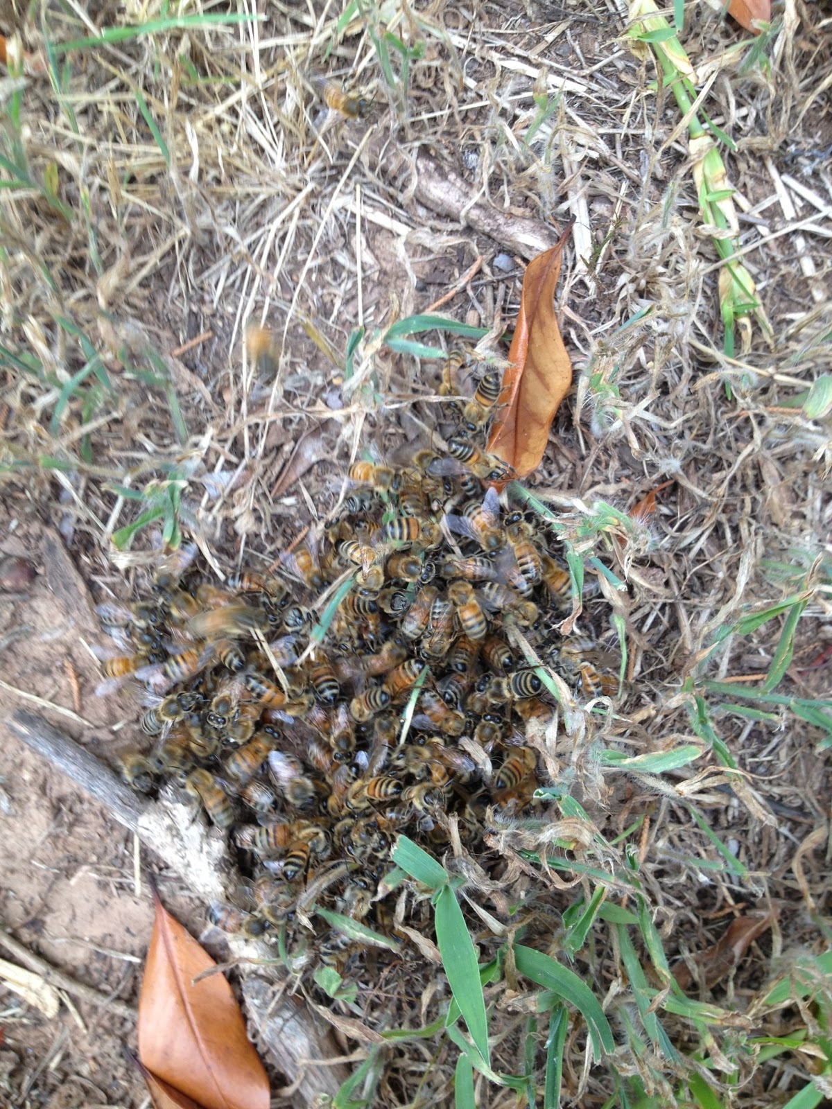 Bayou Bees