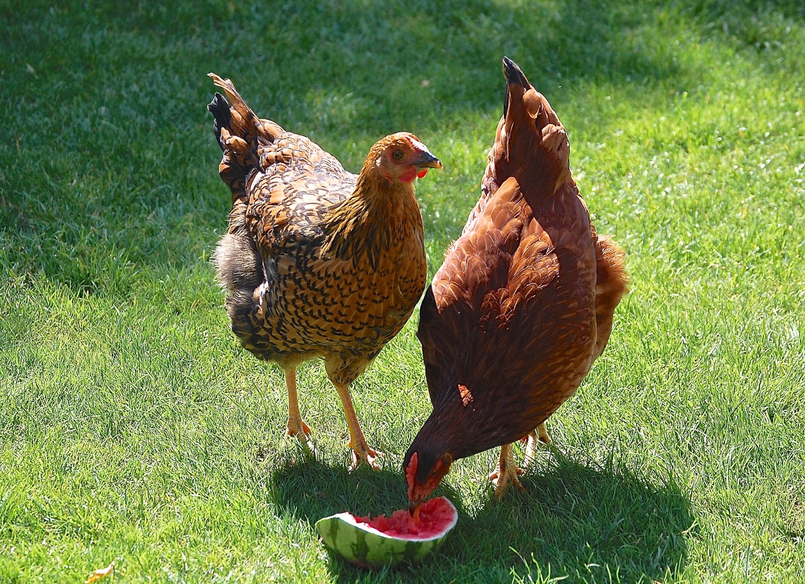 Urban Chicken Whisperer