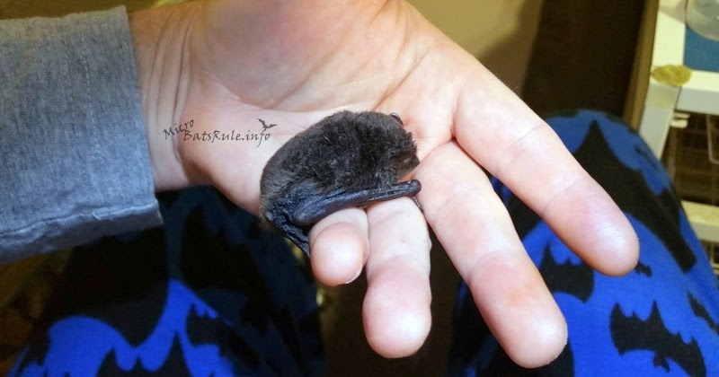 Rehab | Microbat | Myotis macropus, Southern Myotis, Large-footed ...