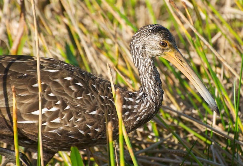 A Wandering Naturalist: Florida: Limpkins and the Like