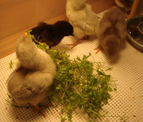 Basic Baby Chick Care - Fresh Eggs Daily®