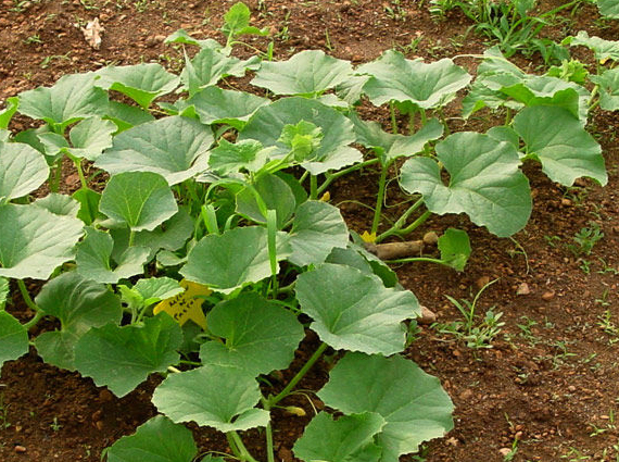 El cultivo del melón | Plantas