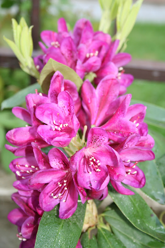 GARDEN STORIES: RODODENDRAI IR Co