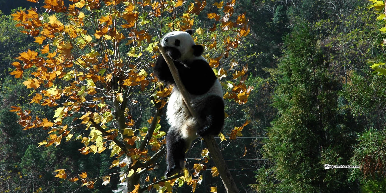 Baja Jones Adventure Travel Blog: In Search of the Giant Wild Panda in ...