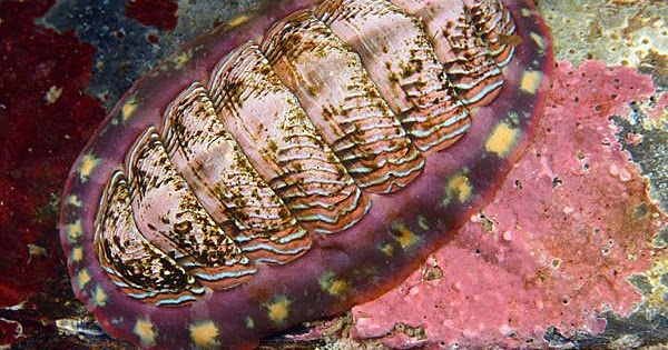 Moluscos: Poliplacóforos