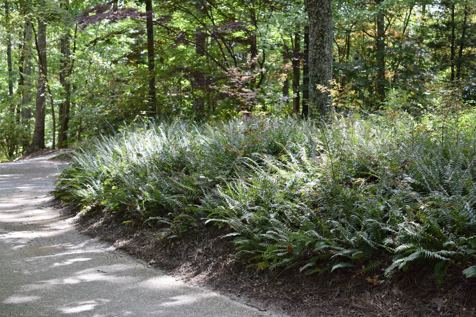 Using Georgia Native Plants: Christmas Fern