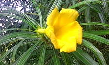 Natural Flowers in Sri Lanka | SL Flora