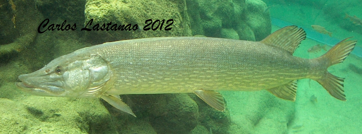 EL GRUMETE DEL BEAGLE: Los invasores