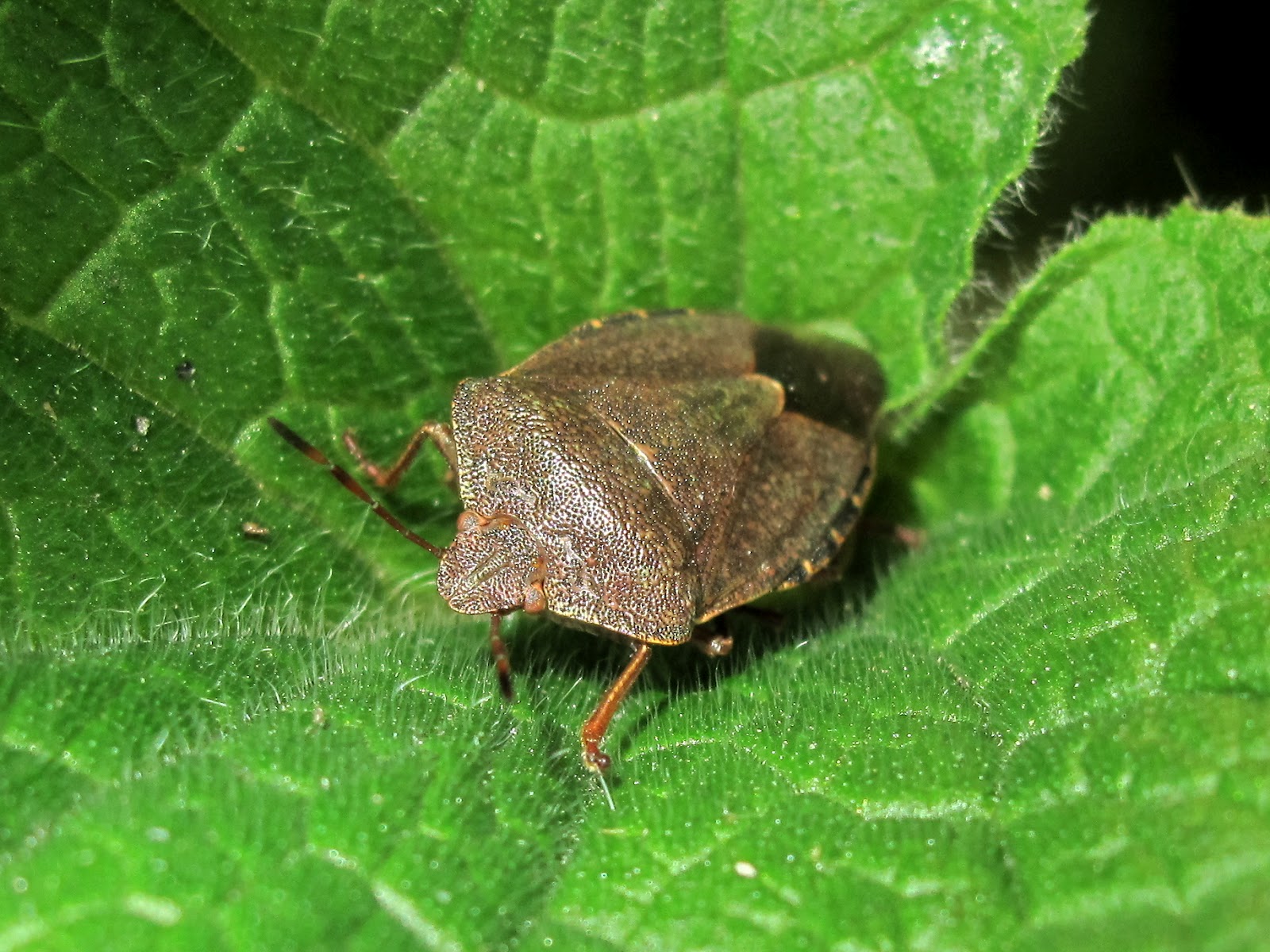 BugBlog: Chameleon bug