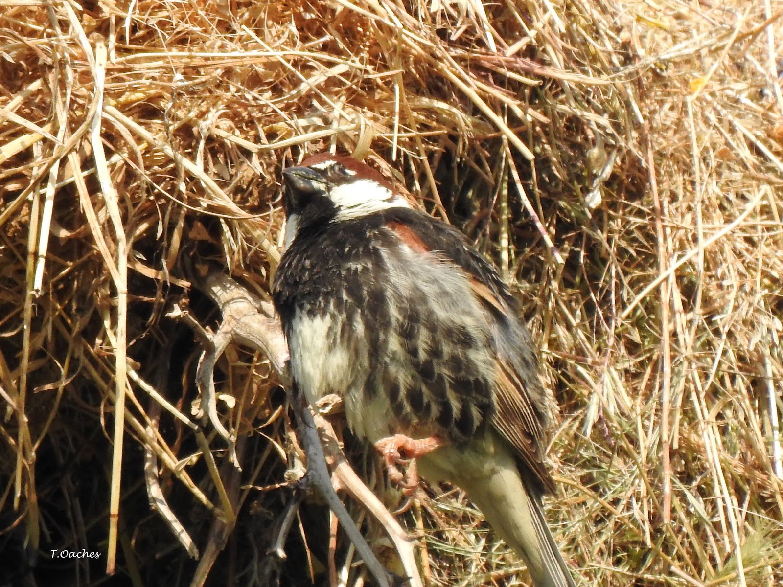PASARI DIN ROMANIA: VRABIE NEGRICIOASA, Passer hispaniolensis