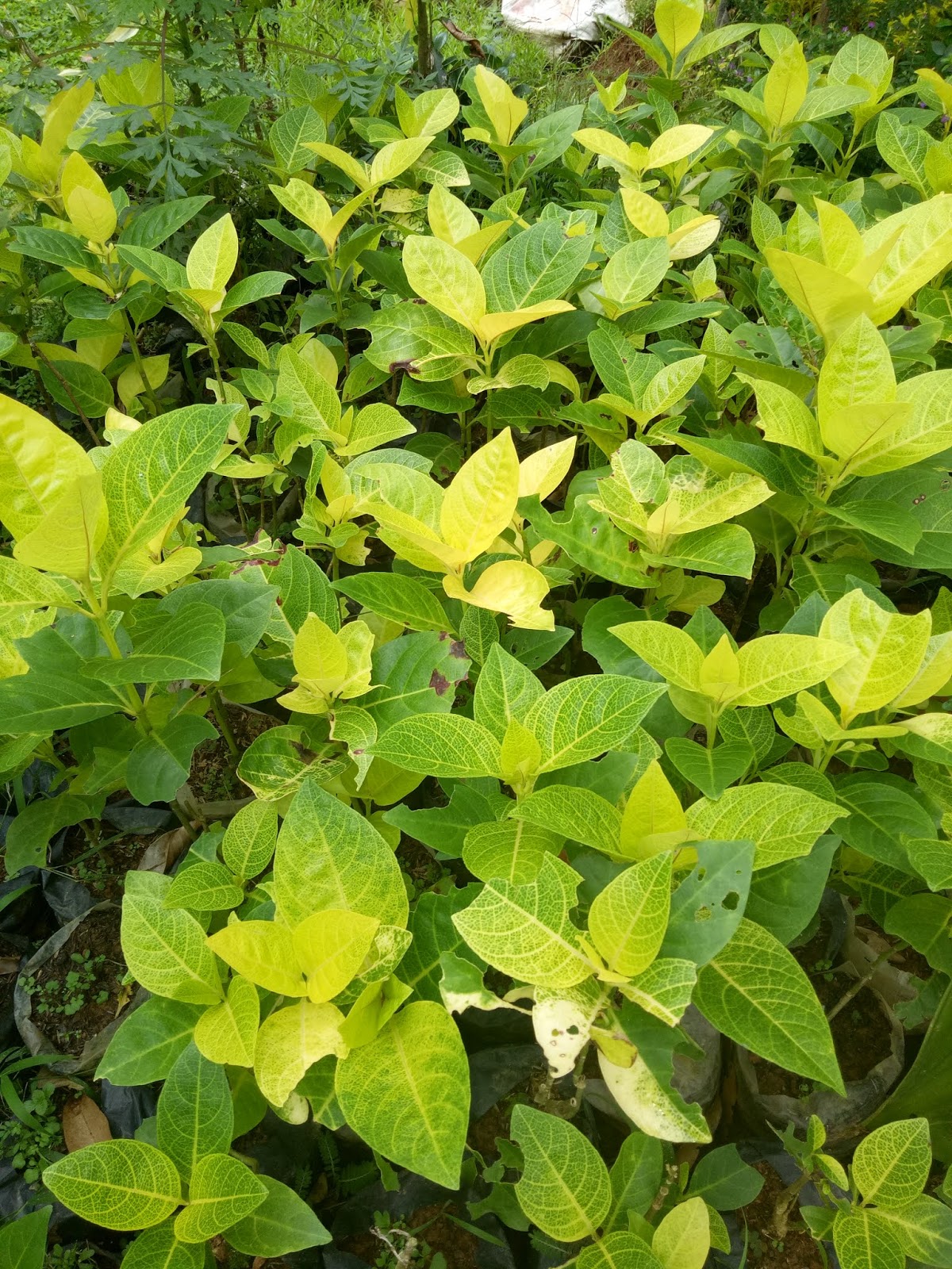 TOKO TANAMAN HIAS SEMARANG ~ SINOX NURSERY