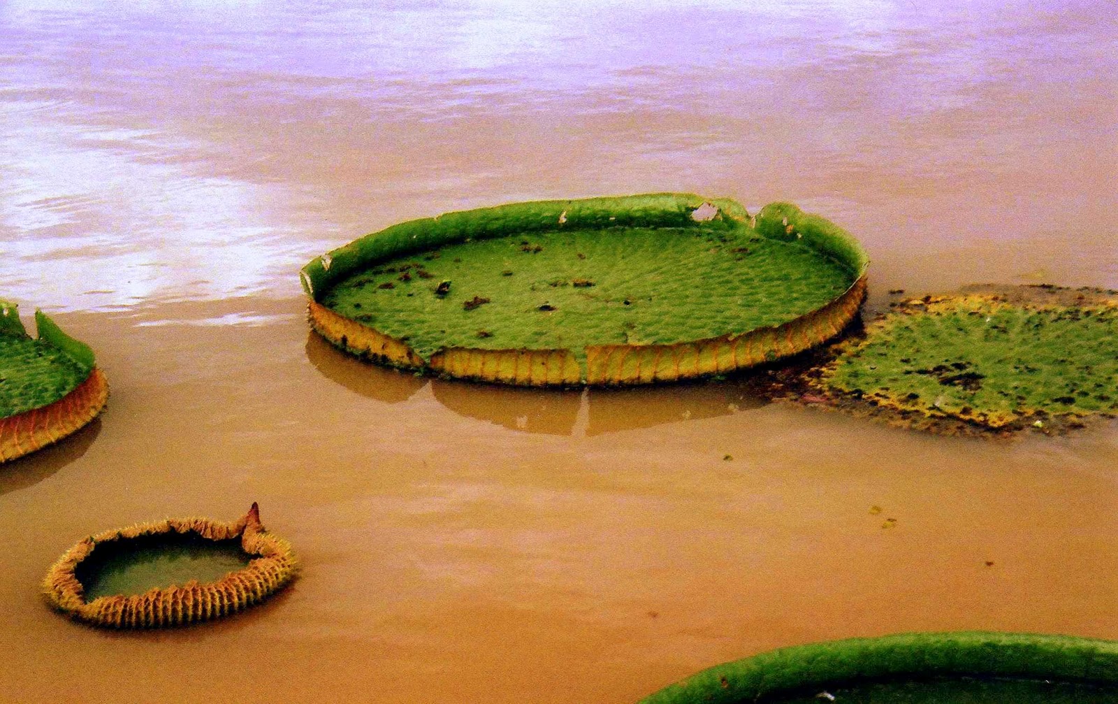 SUDAMÉRICA, MI LUGAR: Planta acuática, Victoria, Entre Ríos, Argentina