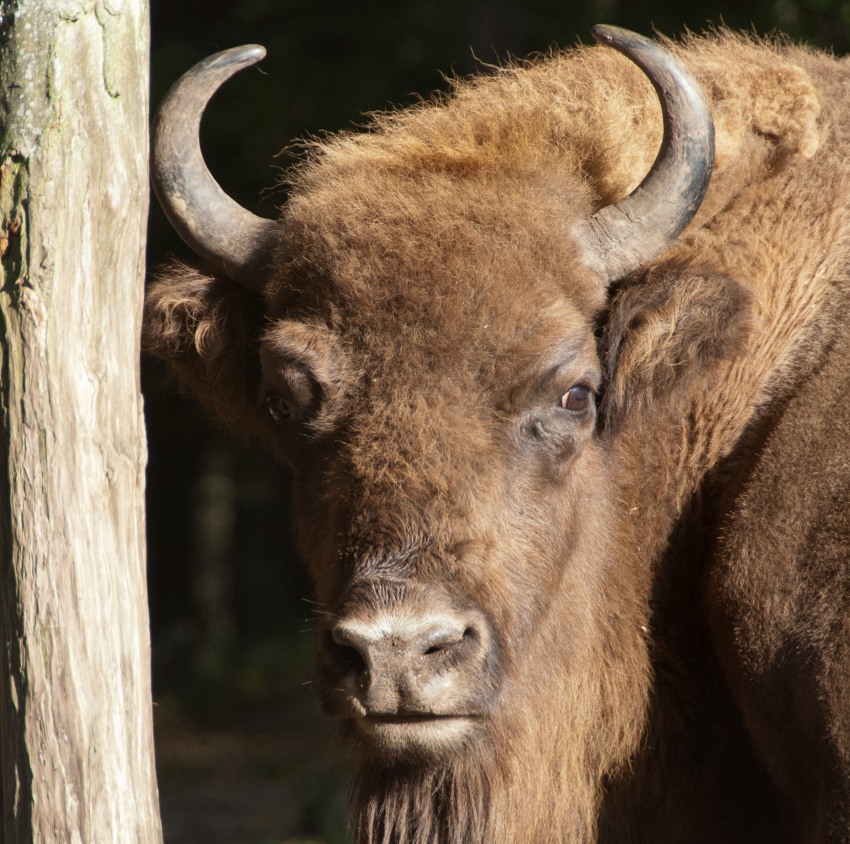 Auf der Suche nach dem wilden Deutschland ... Achtung Wisente im ...