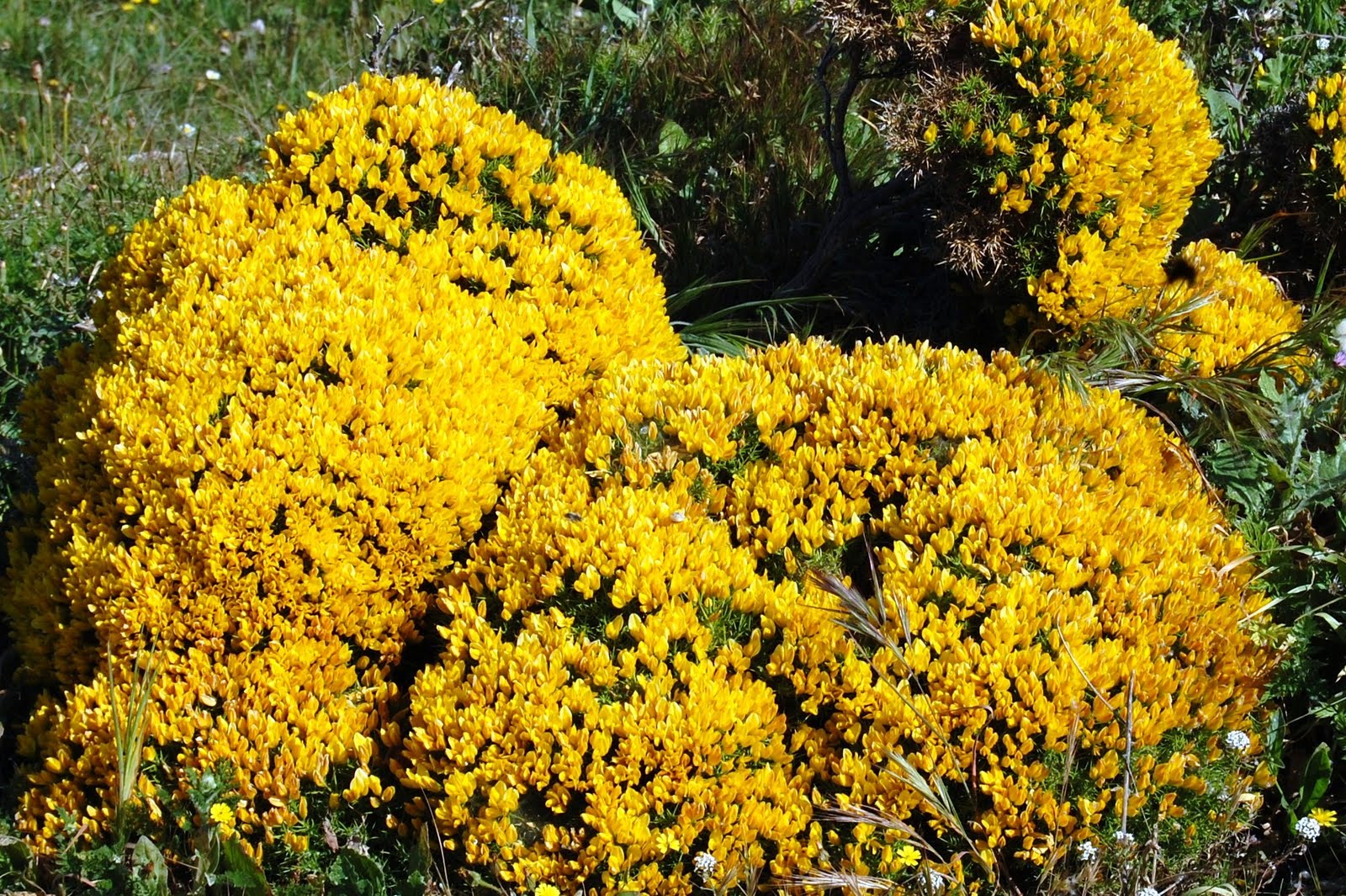 Plantas: Beleza e Diversidade: Tojo-gatunho (Ulex densus)