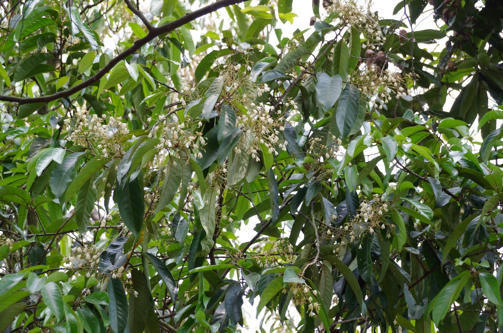 Trees and Plants: Resak Irian (Vatica Rassak)