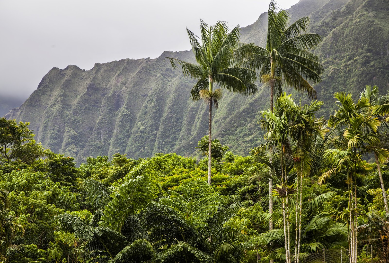 Walking Arizona: A Tropical Rainforest