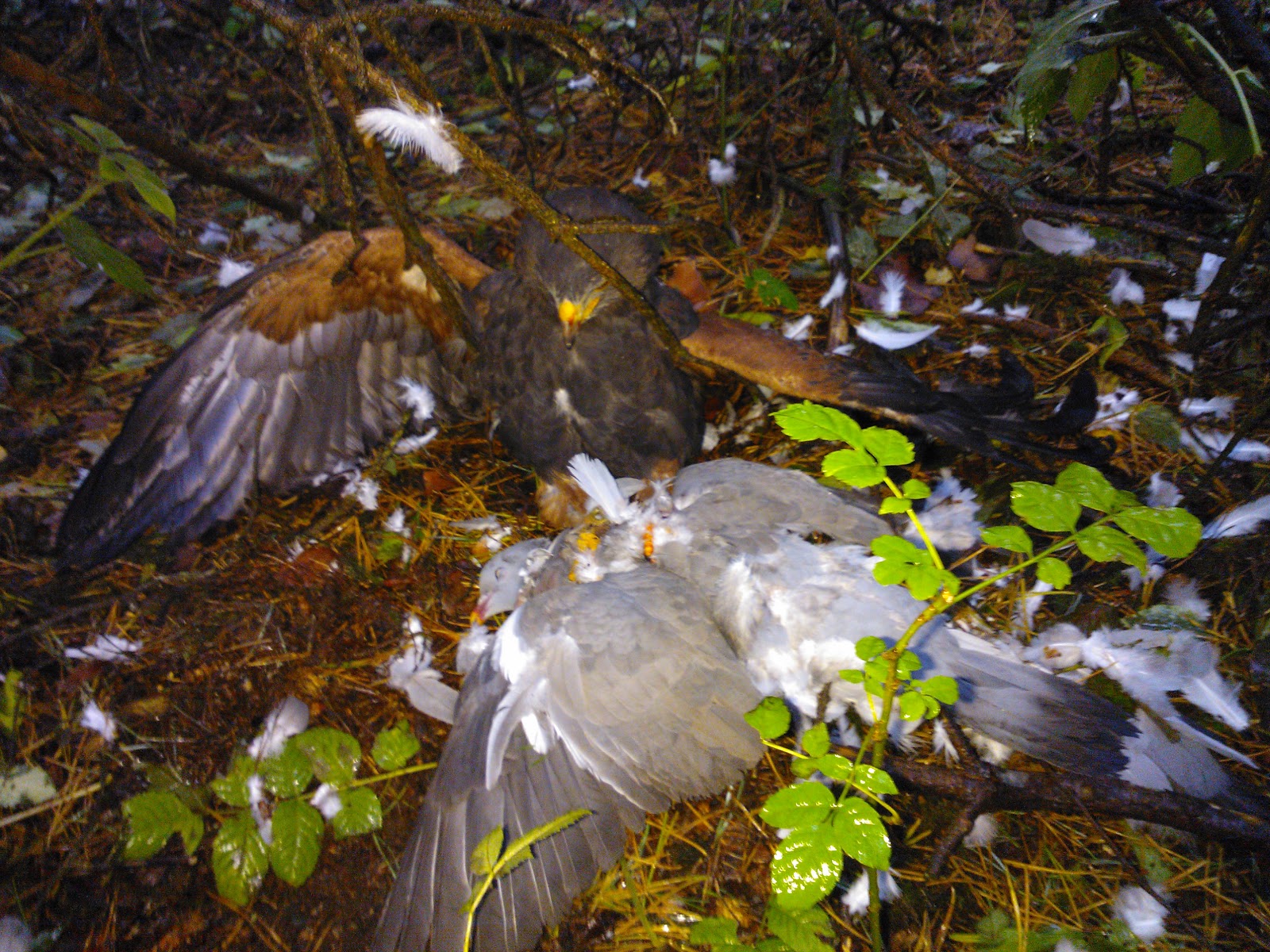 Strathblane Falconry News