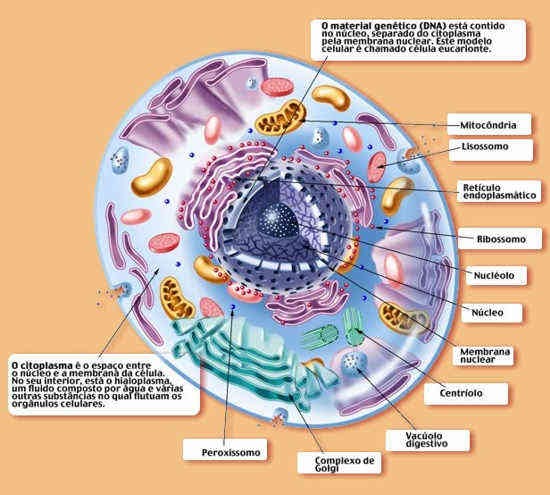 Hialoplasma: O que é o Hialoplasma?