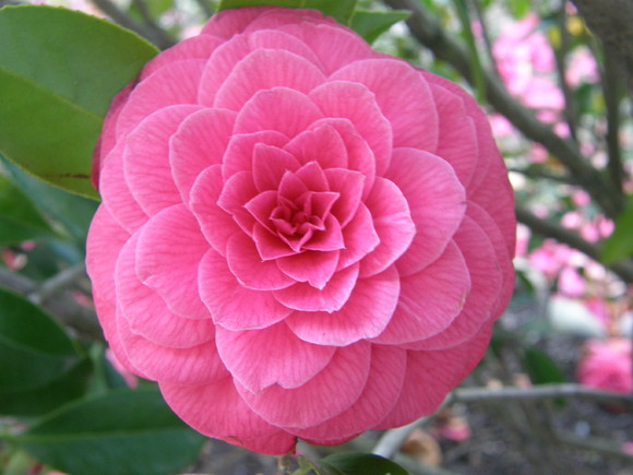 Flores, cultivo e significado das flores: Camélia Rosada, significado ...