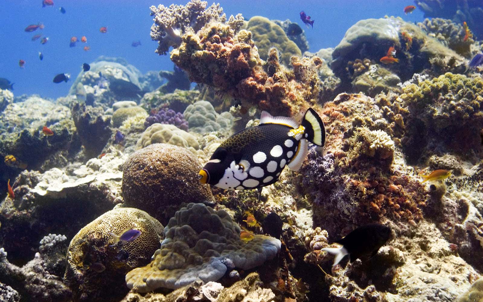 Ikan Dasar Laut 2 - dam Background