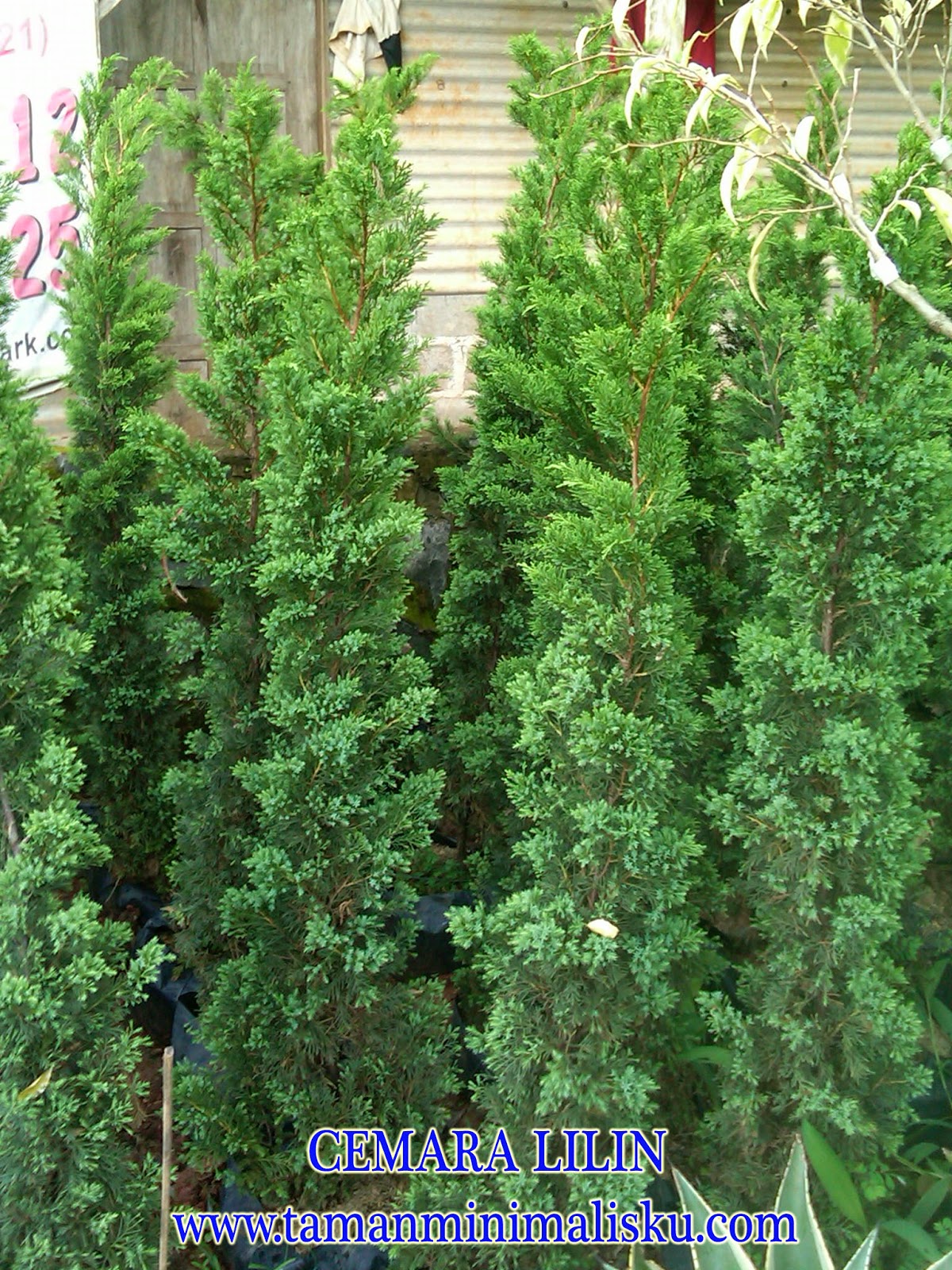 JENIS JENIS POHON CEMARA | JUAL TANAMAN HIAS MURAH | TUKANG TAMAN ...