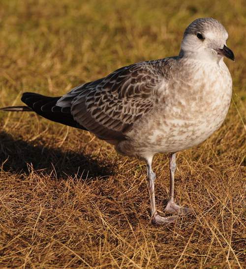 Mew gull photos | Birds of India | Bird World