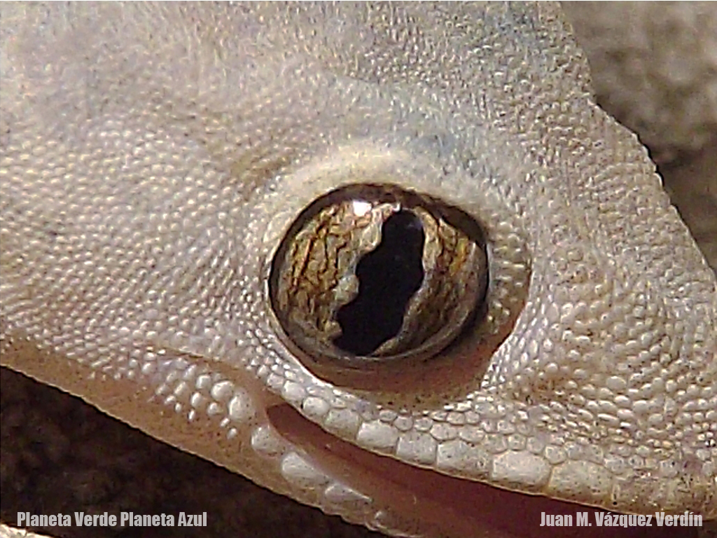 Planeta Verde Planeta Azul: Flora y Fauna de la Costa de Michoacán