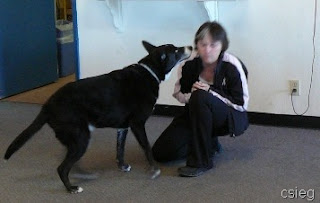 Adventures of Shadow The RVing Dog: K9 Logic was a Success