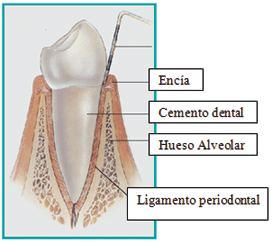 Embriologia Buco-Dental: Periodonto de inserccion y proteccion