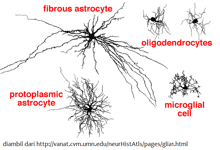 Sel saraf dan neuroglia ( Neuron) ~ GOLEK WANGSIT-Mencari Wahyu