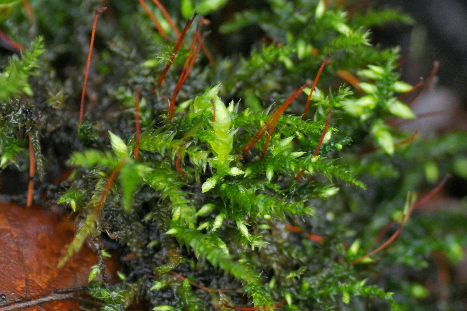 Bill's Birding: Of Moss and Birds