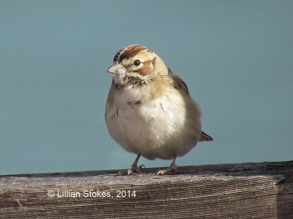 STOKES BIRDING BLOG: The Wild West come to the NH Coast, Rare Birds!