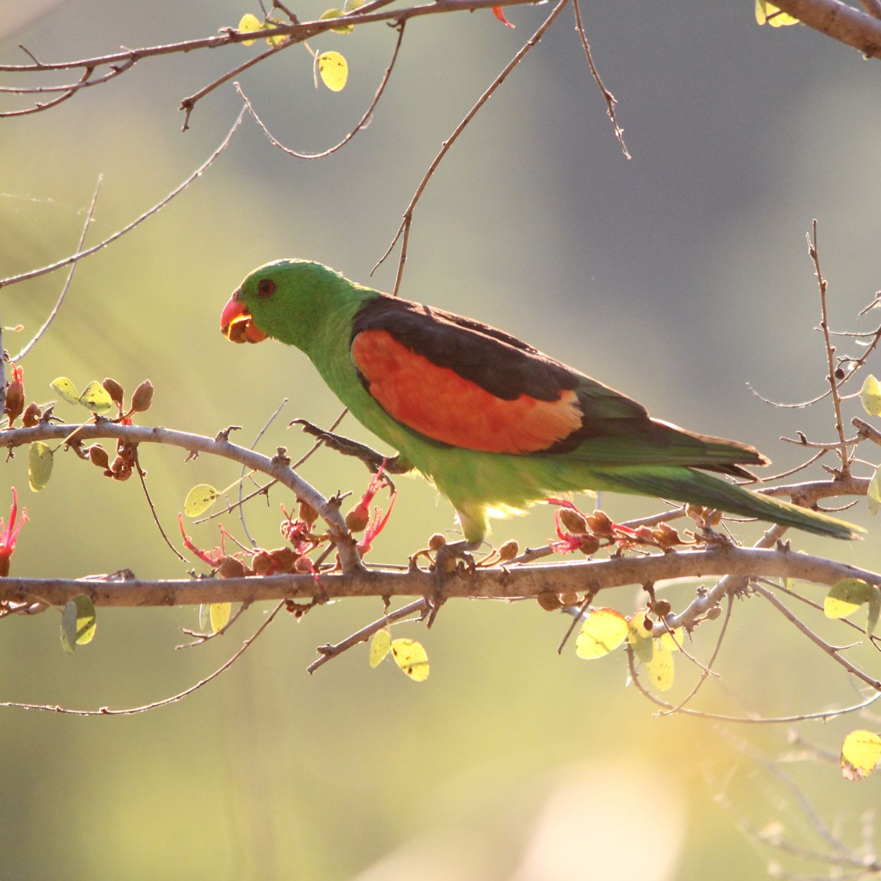 Pete's Flap Birding Aus: Jigal tree - bird magnet