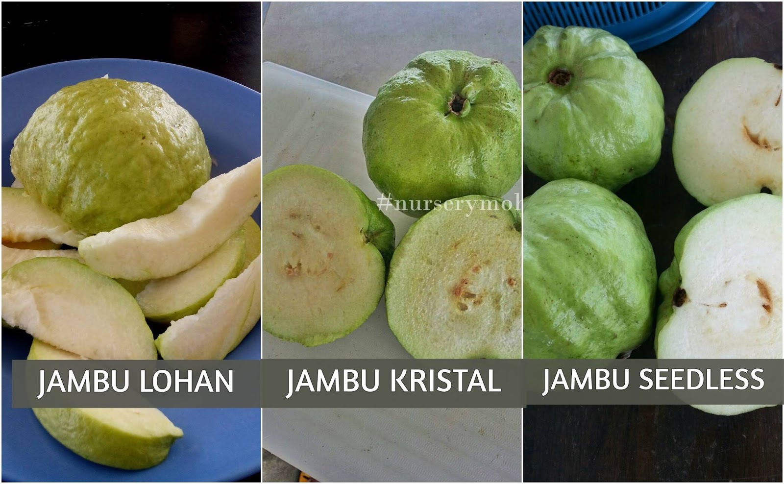 JENIS JAMBU BATU