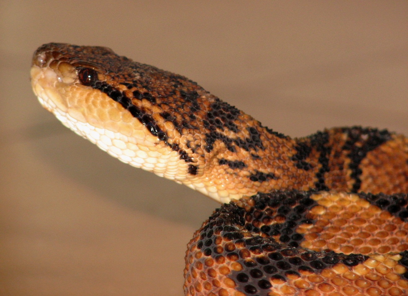 Explora la Venezuela Natural con Río Verde: LA CUAIMA PIÑA