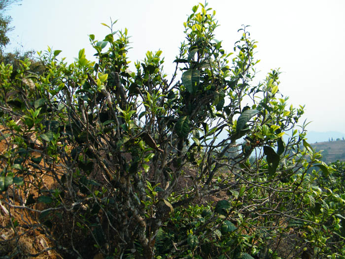 Coral Qiu Tea: Where to find Yunnan wild ancient tea resources?