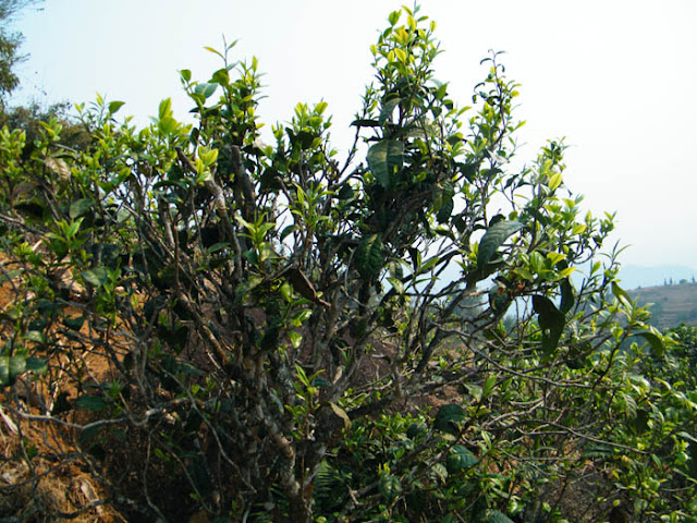 Coral Qiu Tea: Where to find Yunnan wild ancient tea resources?