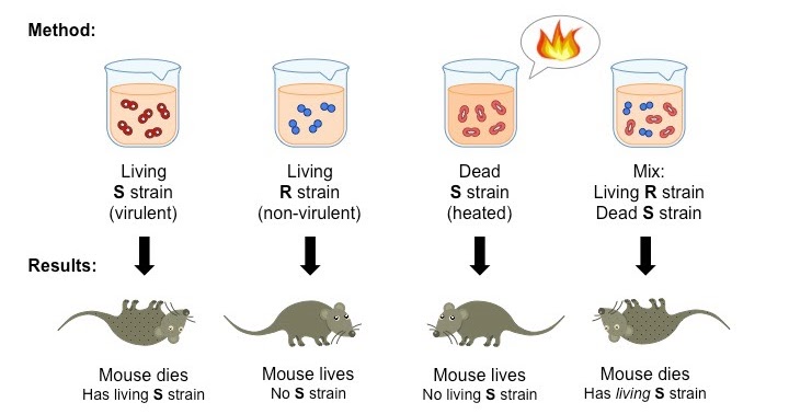 Frederick Griffith transformation experiment and conclusion