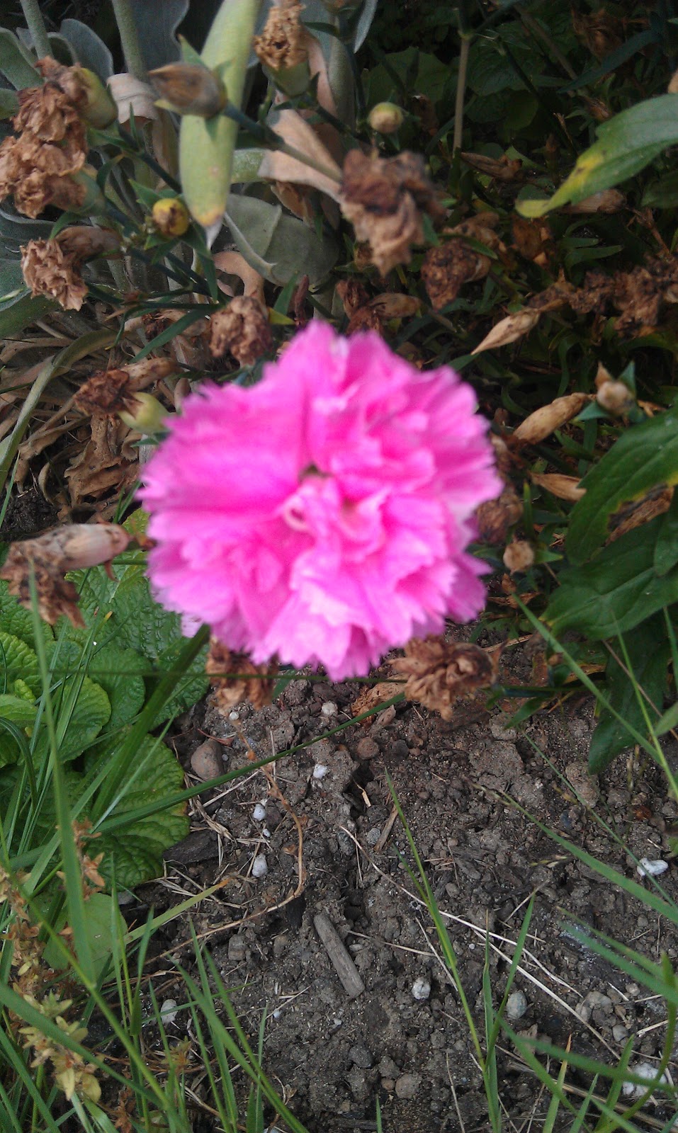 Smidgen Cakes: With Silver Bells and Cockle Shells...