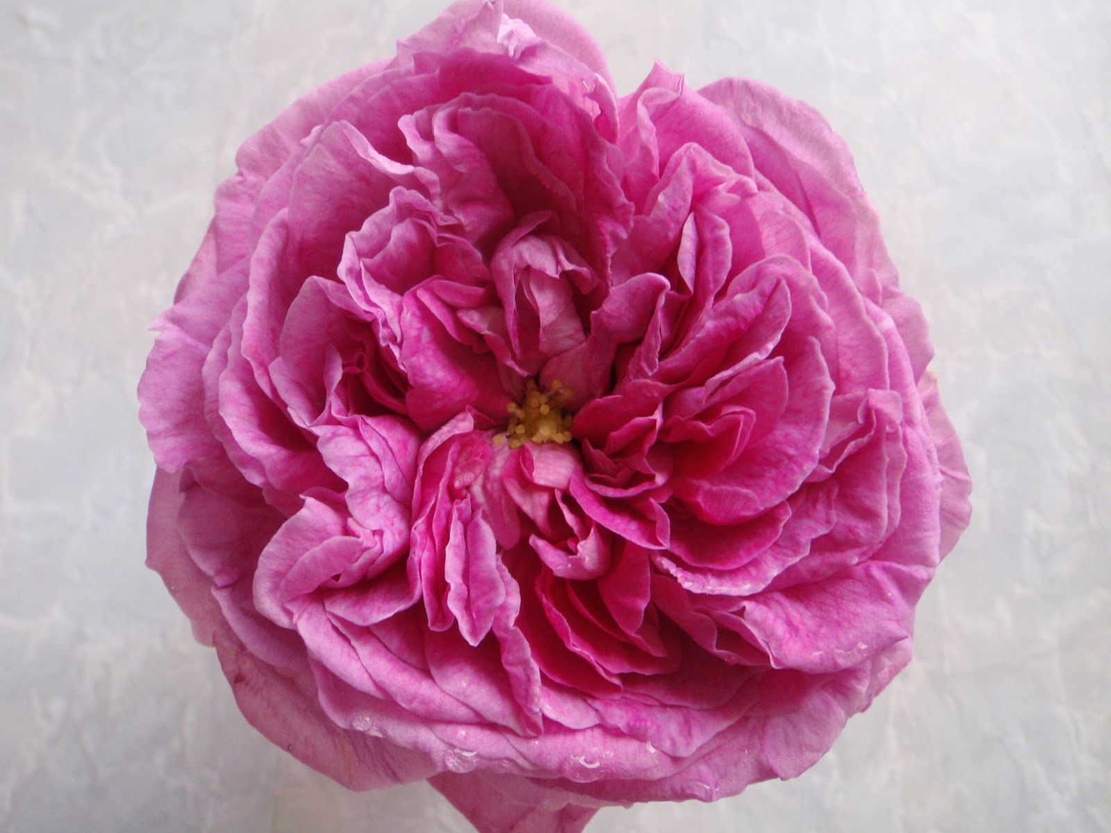 cabbage tree farm: First blooms of my old fashioned rose
