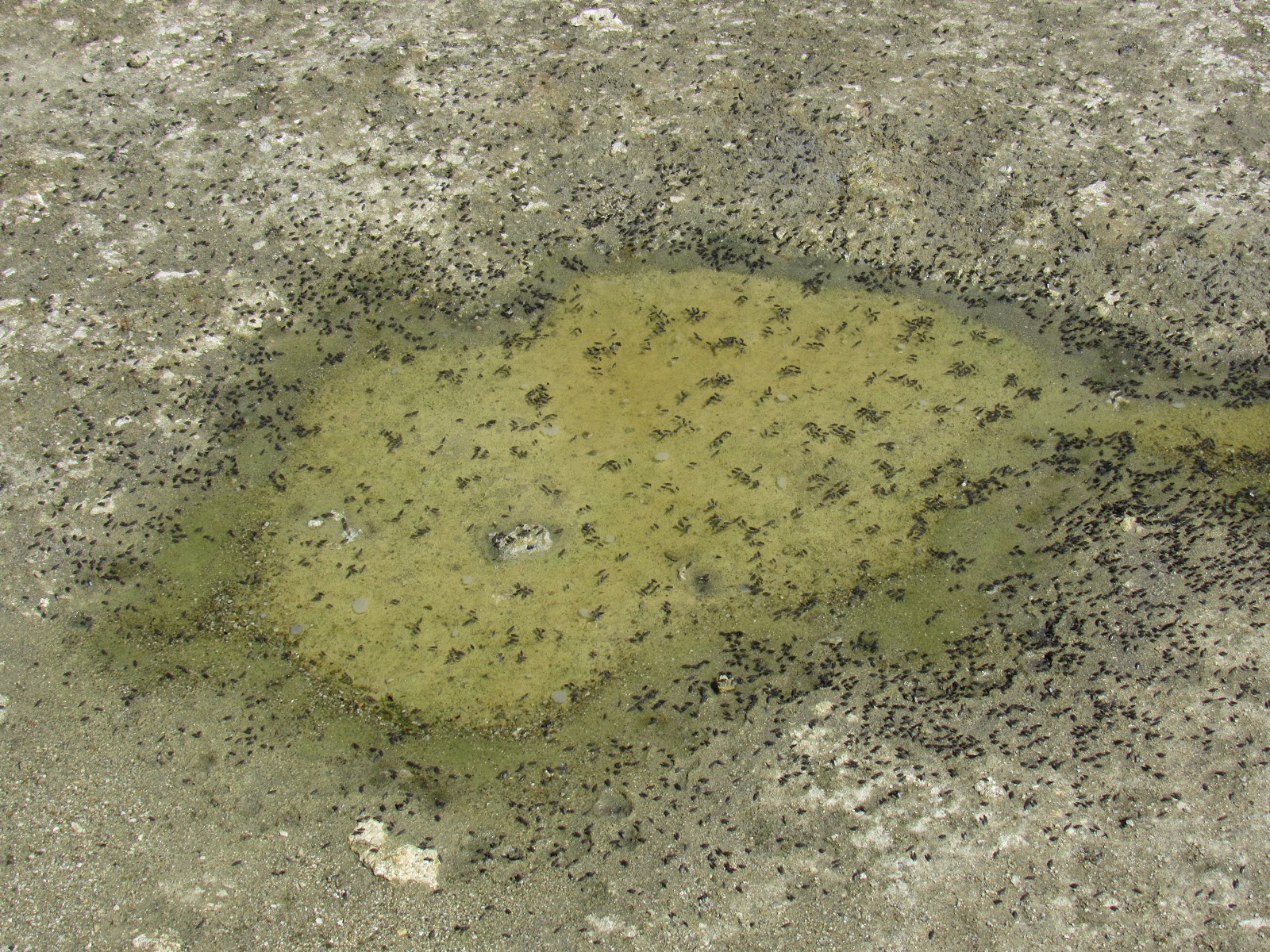Sea Monkeys!! (Brine Shrimp of Mono Lake)